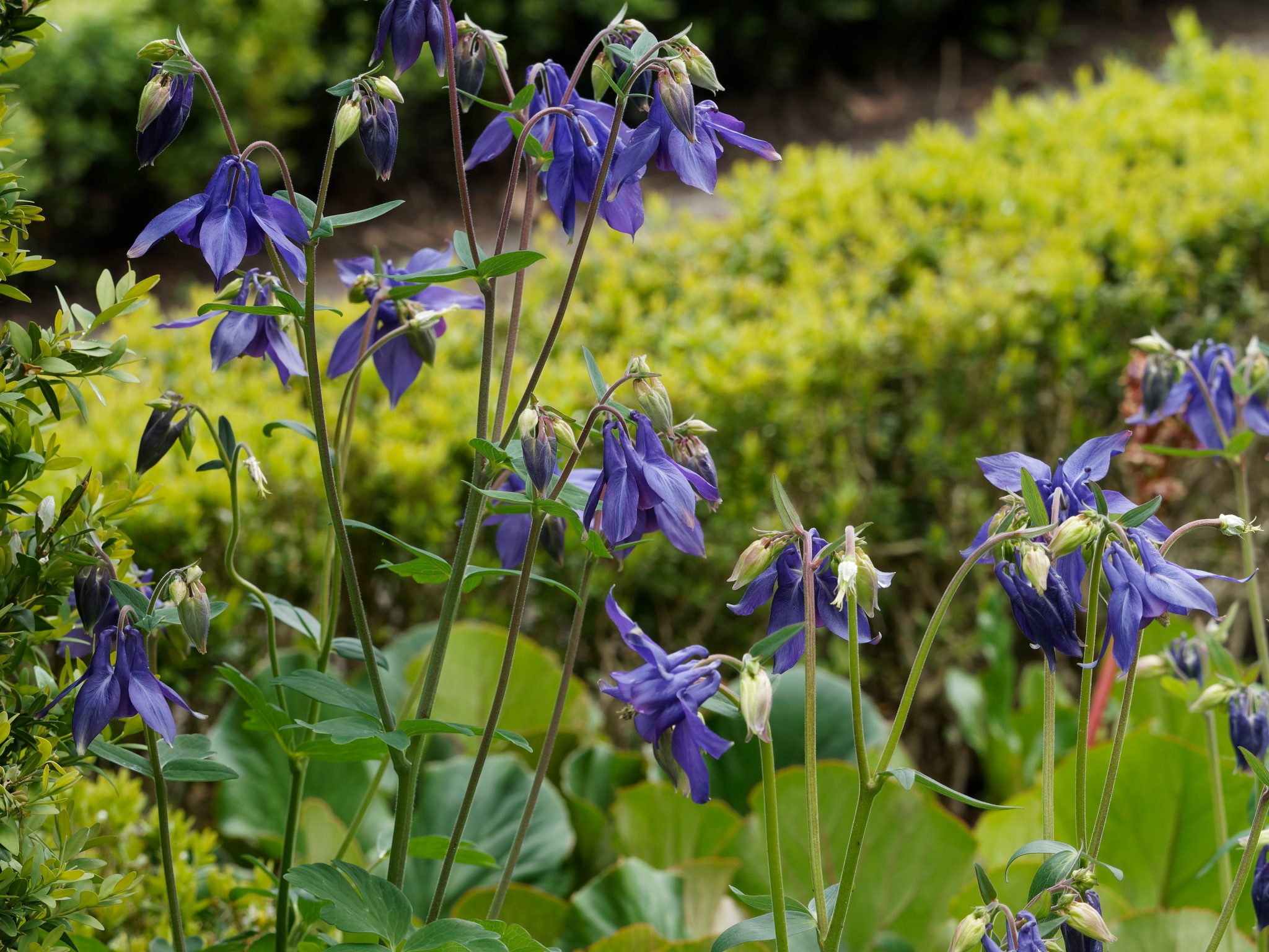 10 nemme hjemmehørende stauder - Kolonihaveforbundet