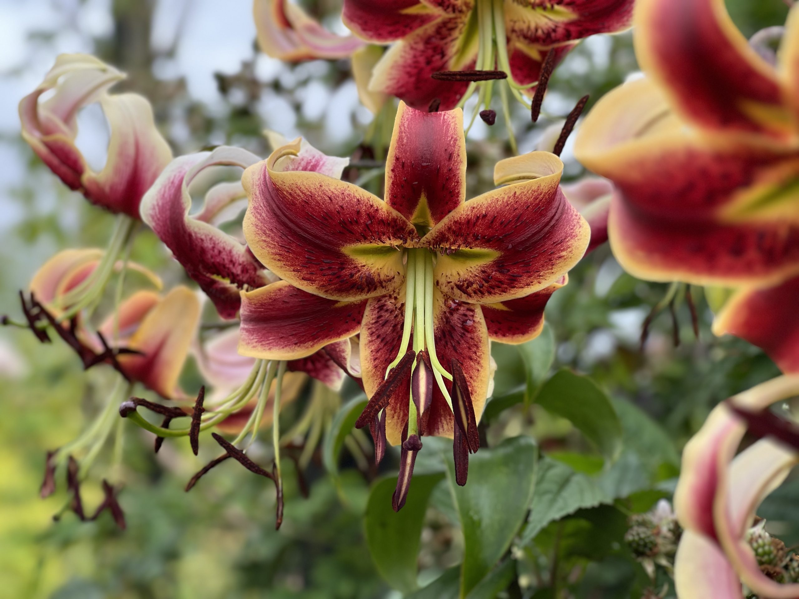 Labre liljer - Kolonihaveforbundet