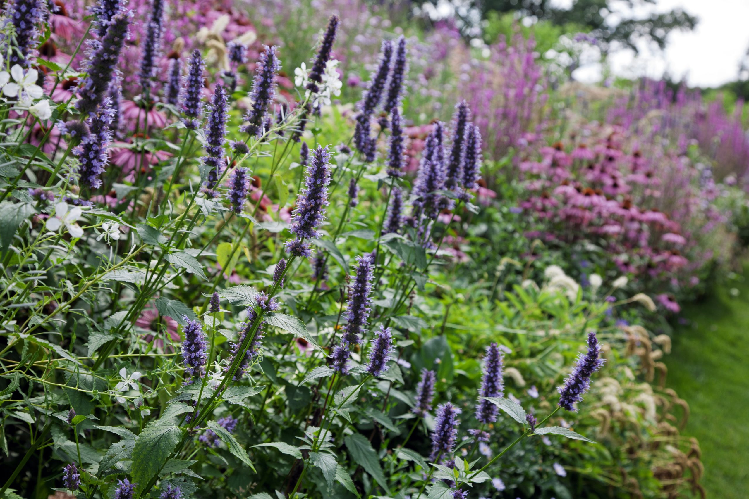 Tørketålende stauder til dit solrige bed - Kolonihaveforbundet